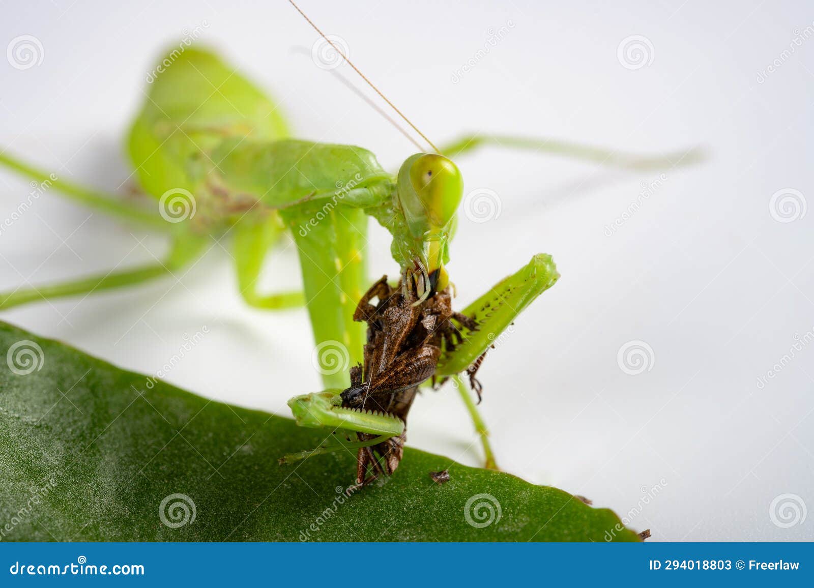 A Mantis Eating Grasshopper Close Up at Horizontal Composition Stock ...