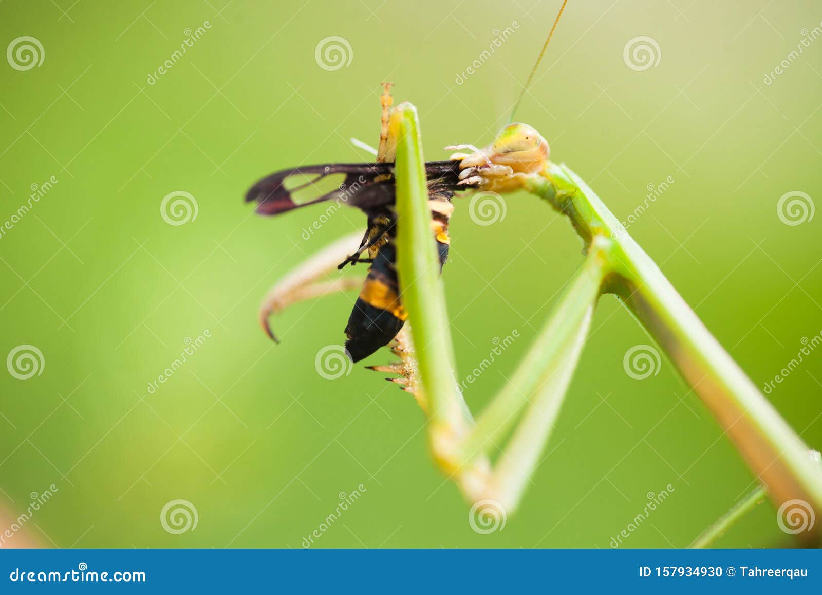 Mantis eating a tiger moth stock photo. Image of insect - 157934930