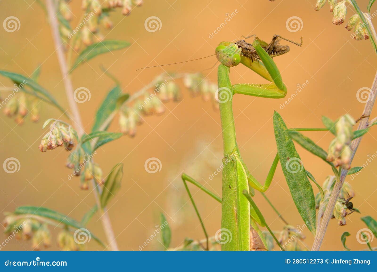 Mantis eats grasshopper stock image. Image of insect - 280512273
