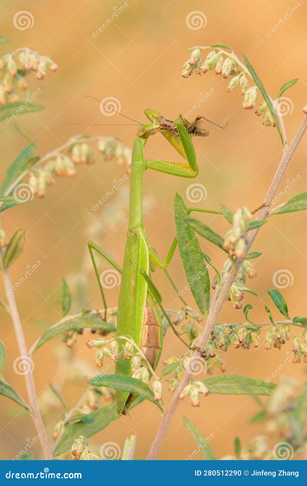 Mantis eats grasshopper stock photo. Image of grasshopper - 280512290