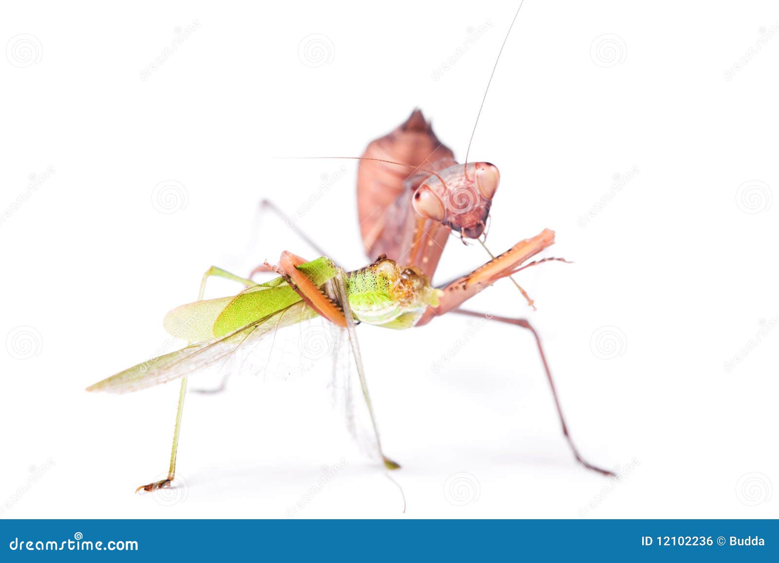 Mantis eats locust stock photo. Image of invertebrate - 12102236