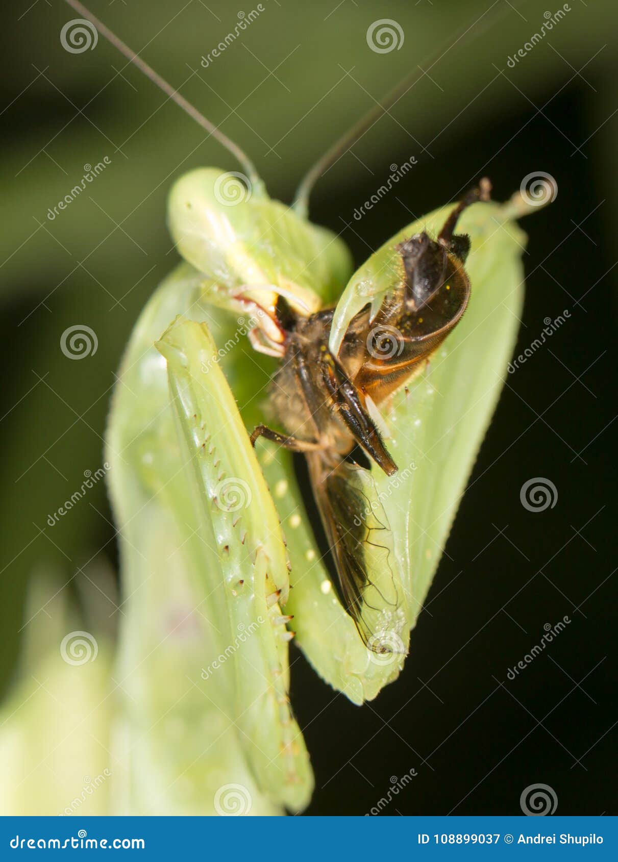 Mantis Eats Potato Beetle, Close-up Stock Image - Image of water ...