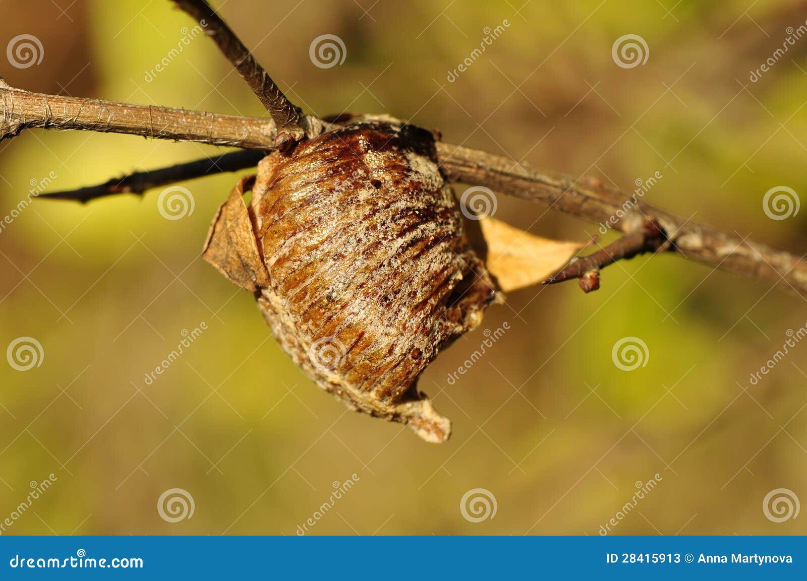 Mantis Egg Case (Ootheca Laid) Stock Image - Image of ootheca, sochi: 28415913