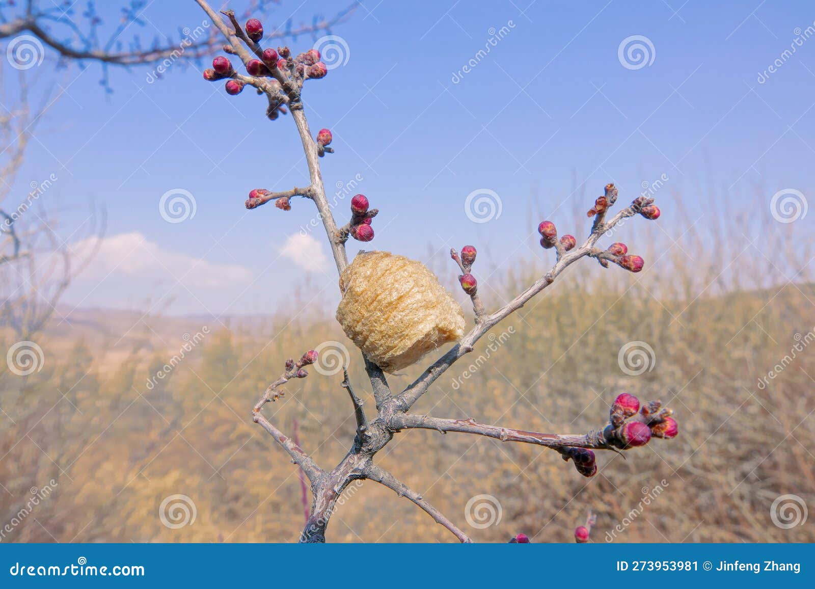 Mantis egg sheath stock image. Image of life, nature - 273953981