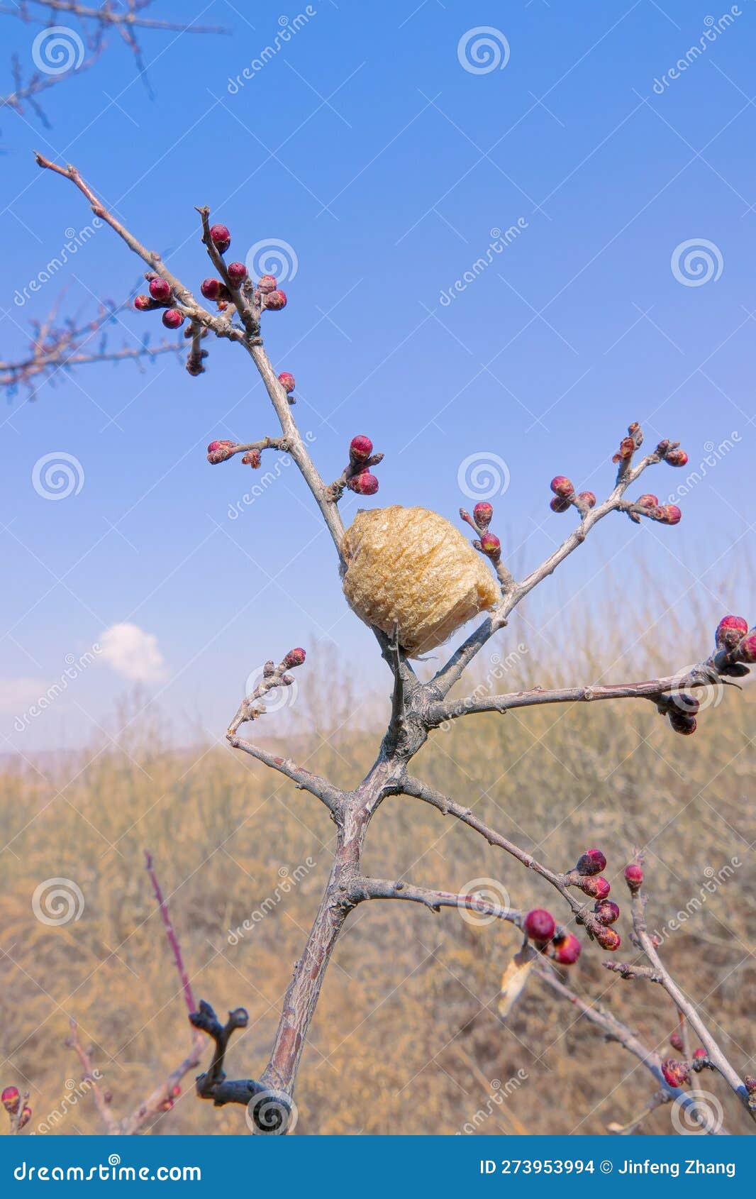 Mantis egg sheath stock photo. Image of branch, animals - 273953994