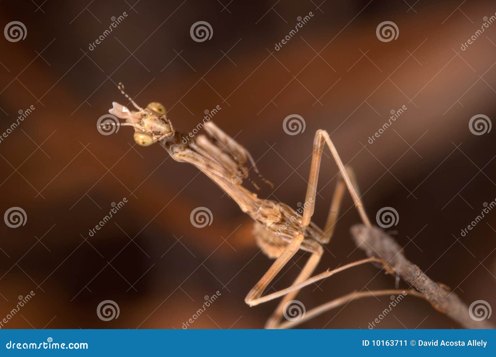 Mantis (Empusa pennata) stock image. Image of carnivorous - 10163711