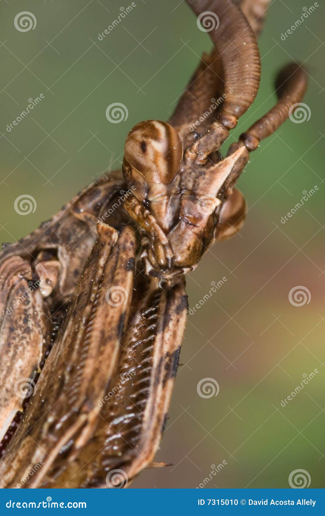 Mantis (Empusa pennata) stock photo. Image of species - 7315010