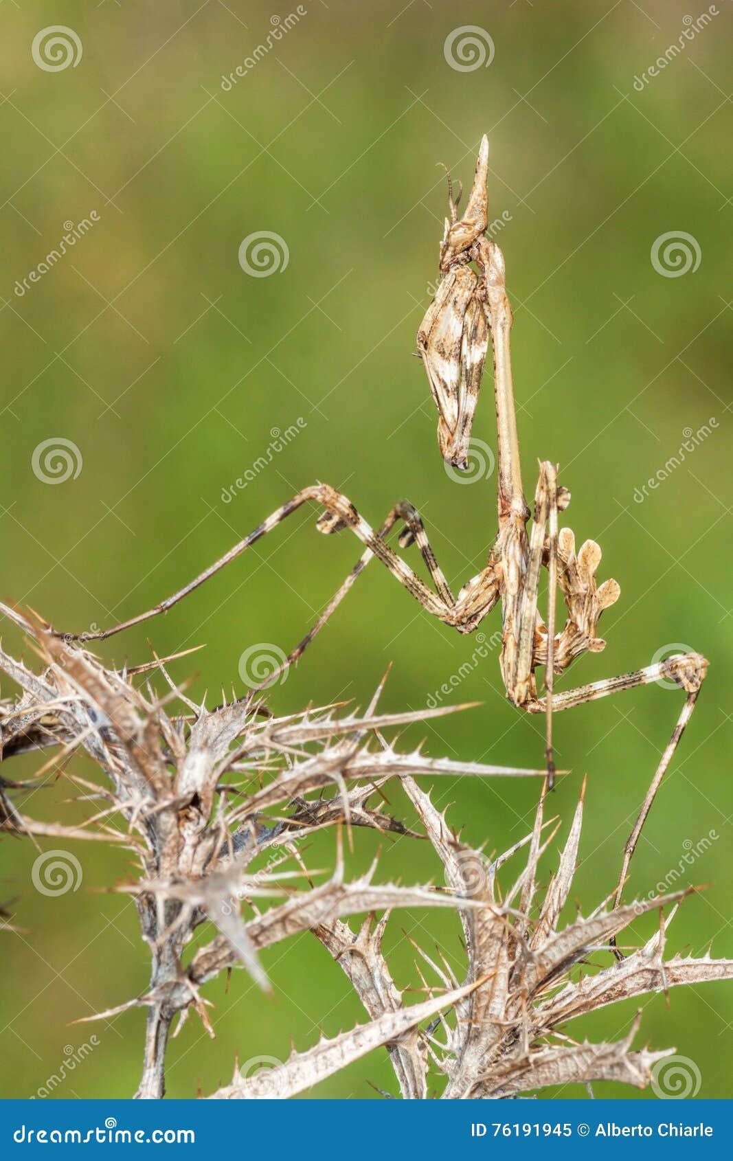 The Mantis Empusa Pennata, Macro in a Meadow Stock Image - Image of ...