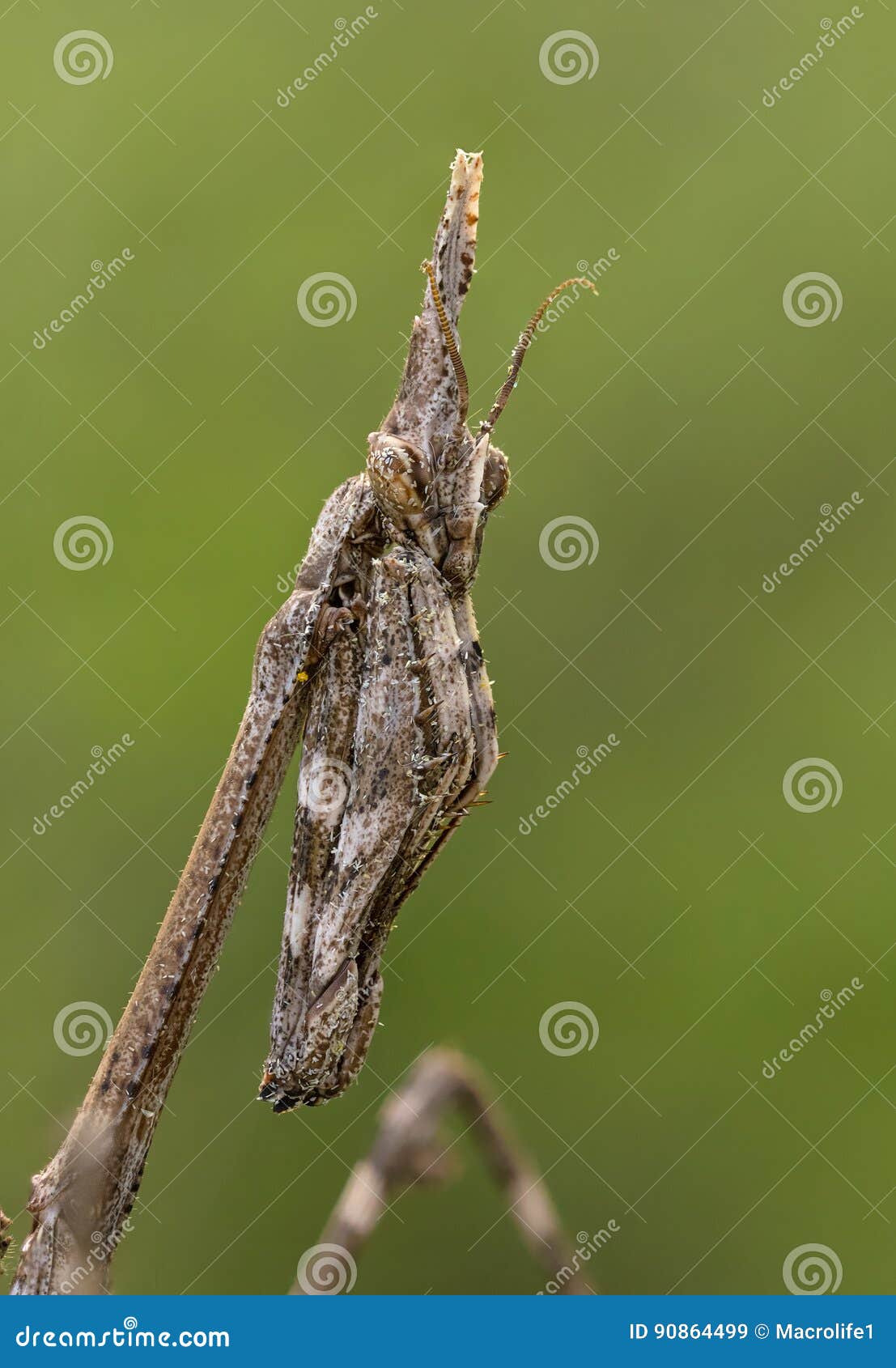 Mantis Empusa pennata stock image. Image of microscope - 90864499