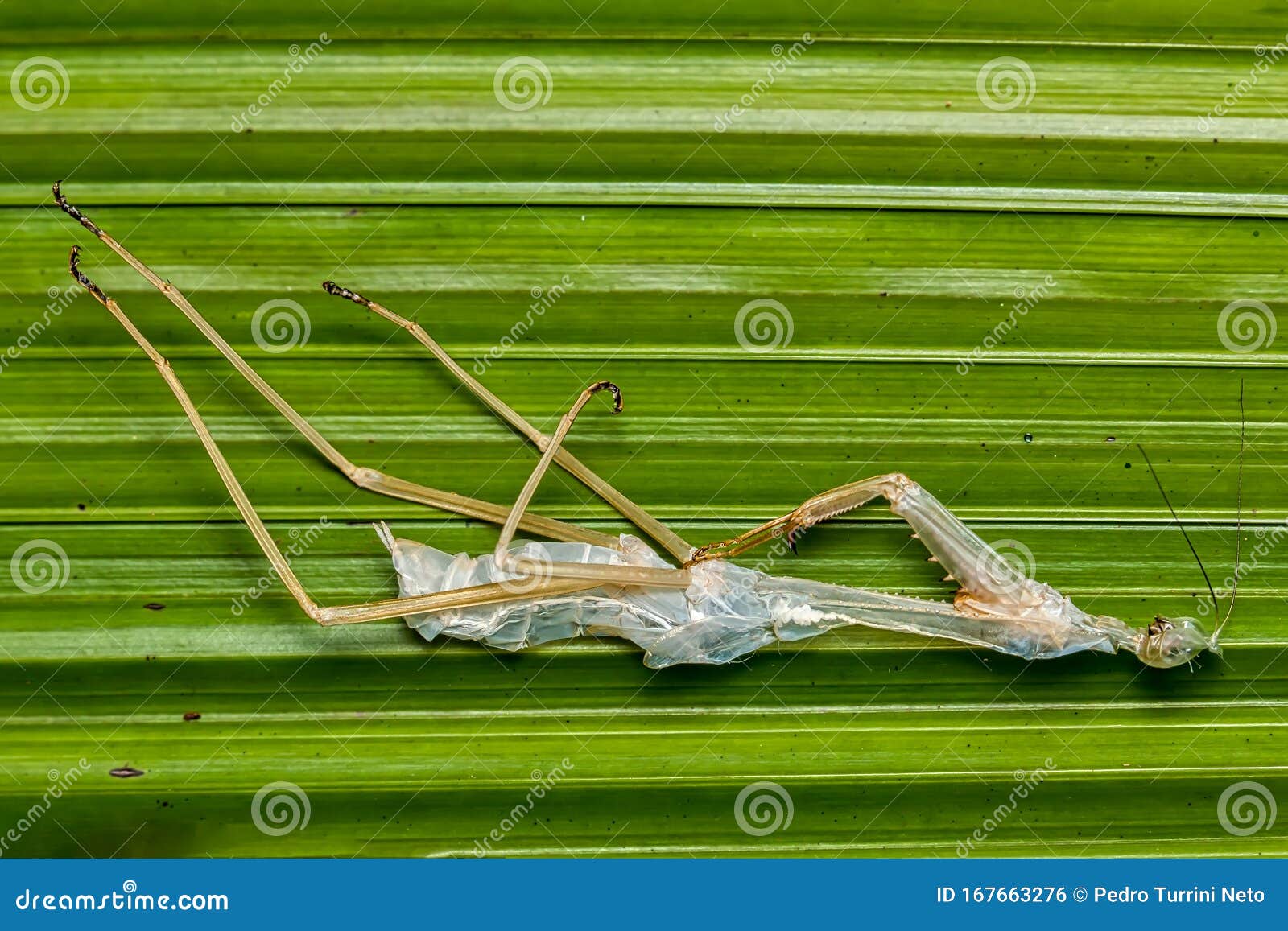 Mantis Exoskeleton on Leaf in the Garden. Stock Photo - Image of leaf ...