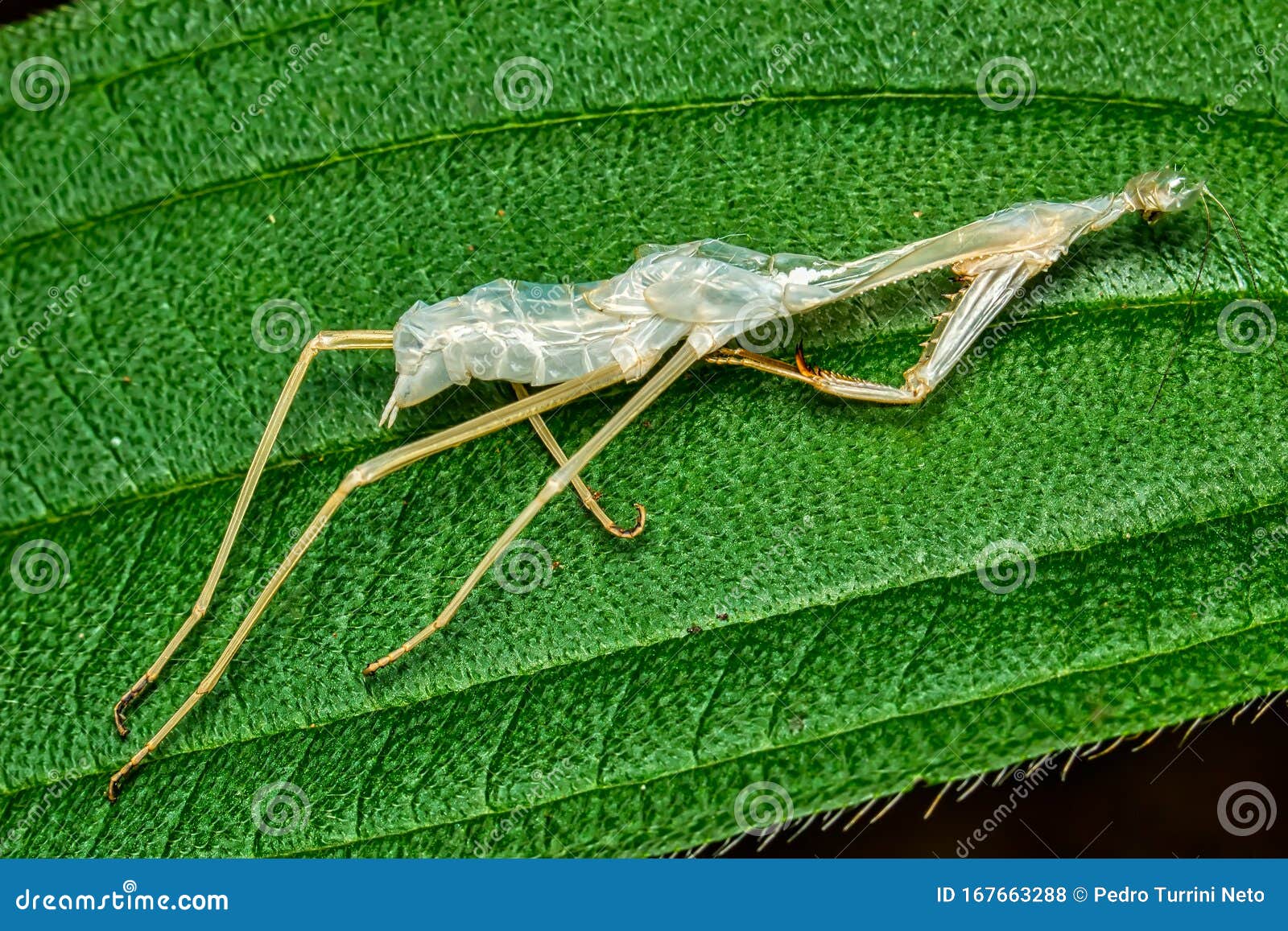 Insect Exoskeleton Composition