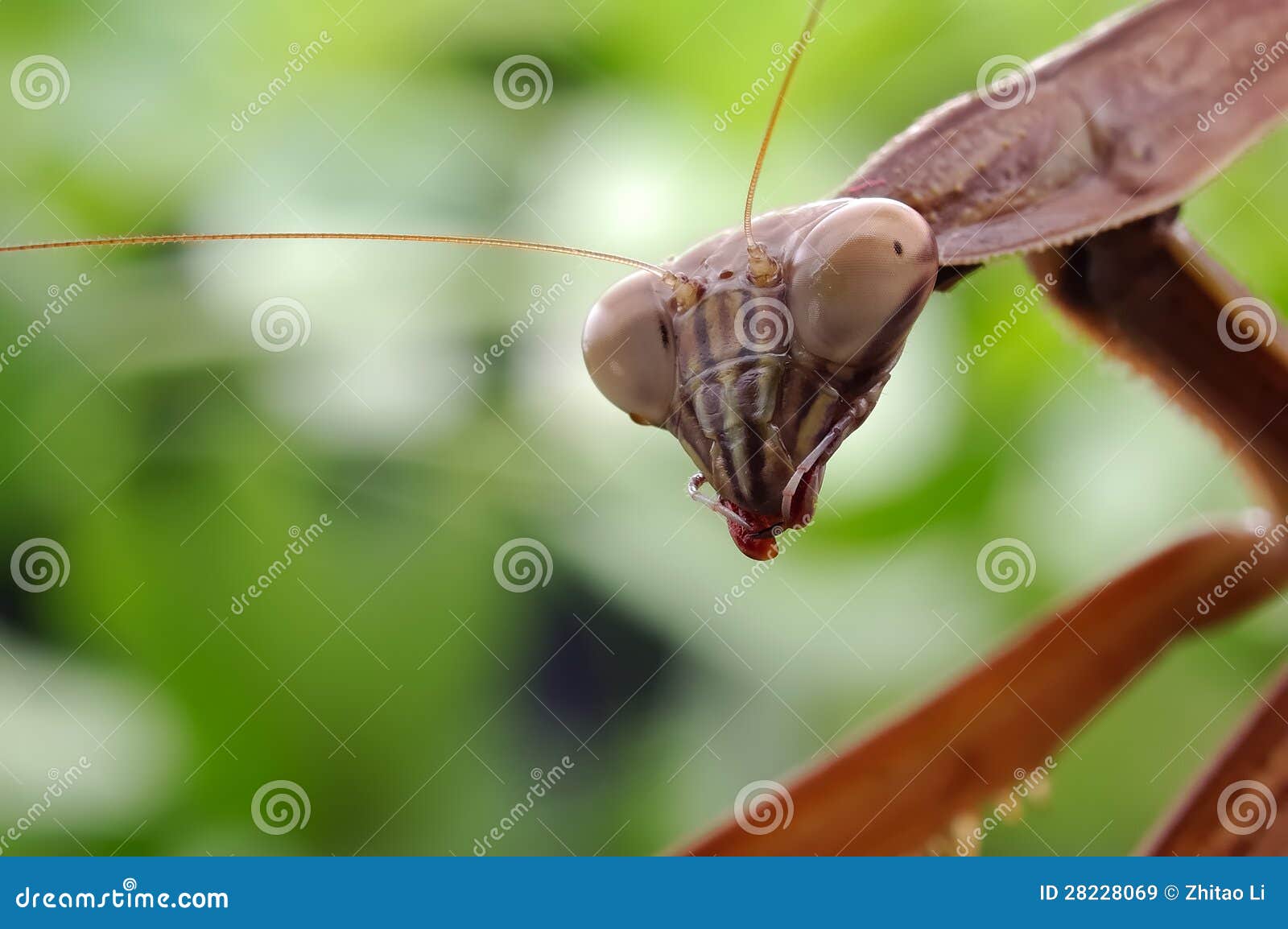 Mantis eyes stock image. Image of wildlife, clear, background - 28228069