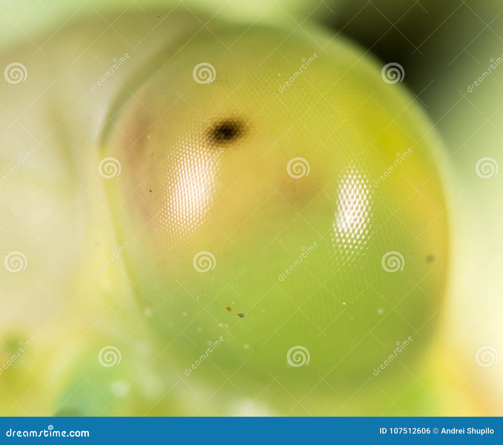 Mantis eyes. super macro stock photo. Image of mantis - 107512606