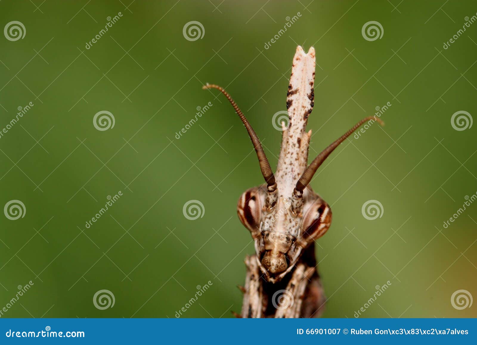 Mantis face stock image. Image of closeup, hunter, mantis - 66901007