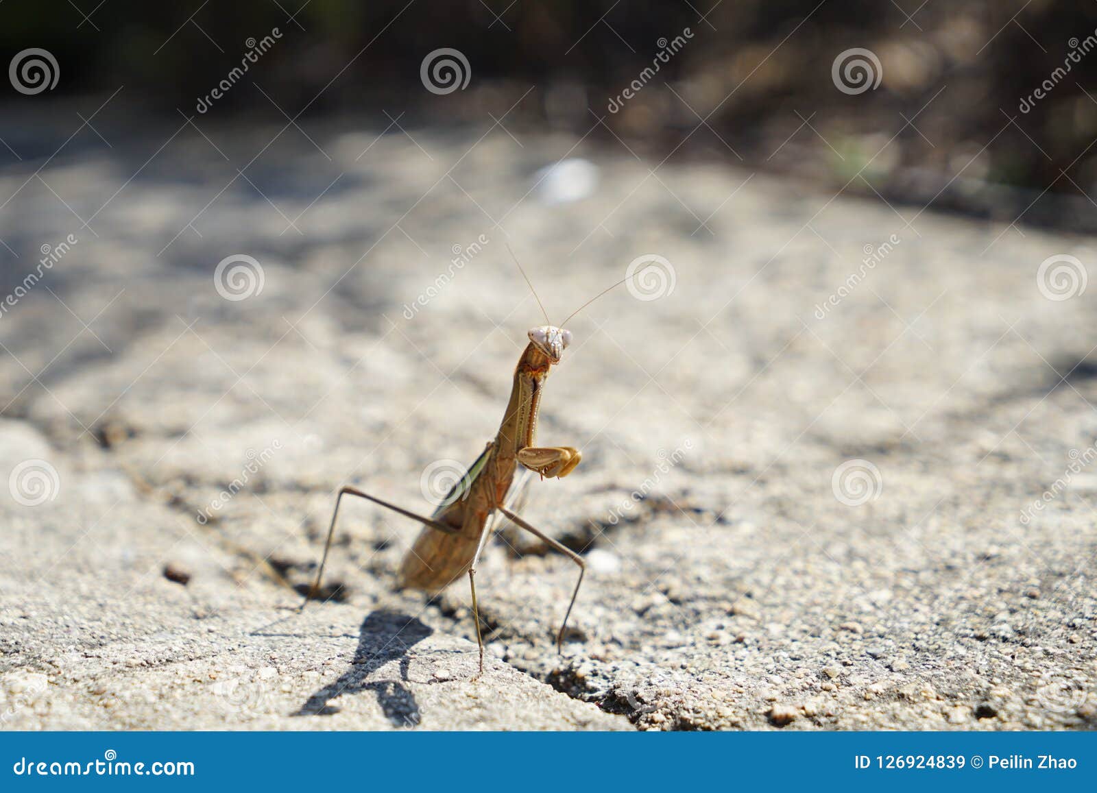 A Mantis is Facing To the Enemy Stock Image - Image of enemy, devil ...