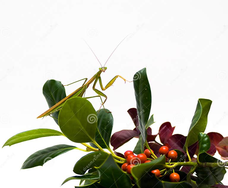 Mantis on Fall Foliage stock photo. Image of foliage, male - 7025528