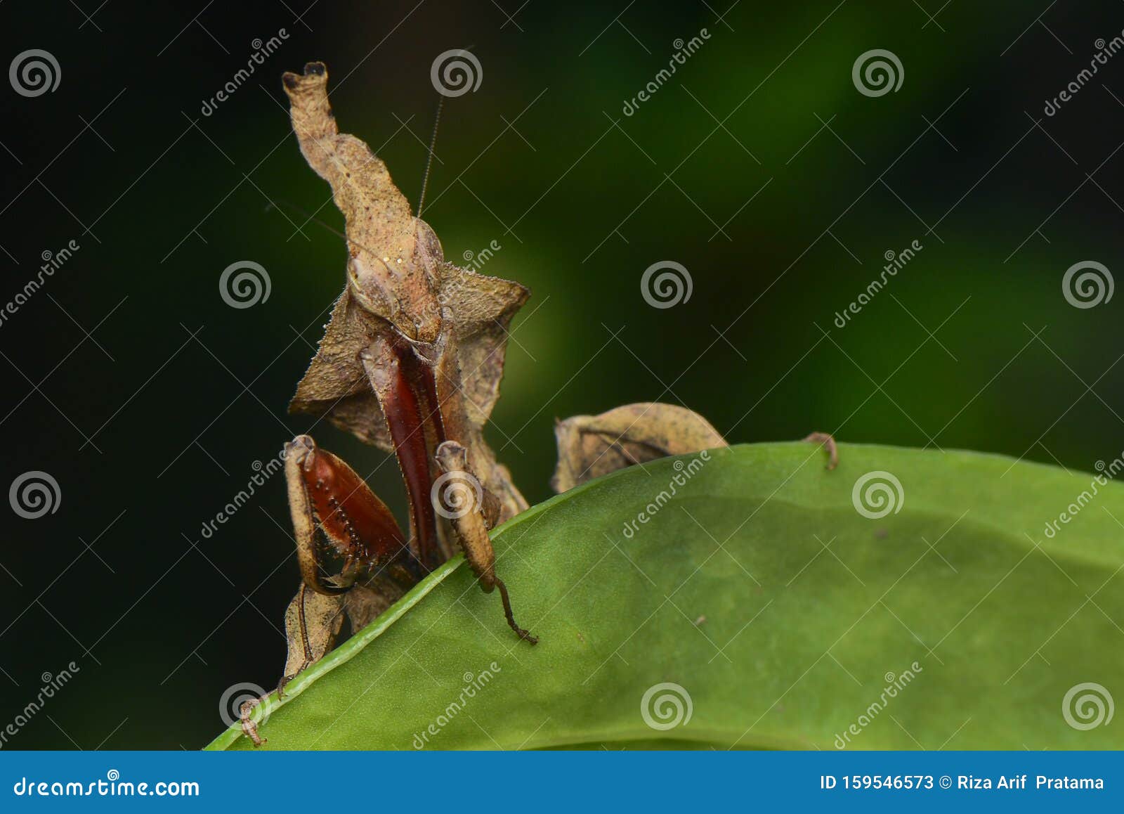 Mantis Fantasma Fuera De La Hoja Imagen de archivo - Imagen de ...