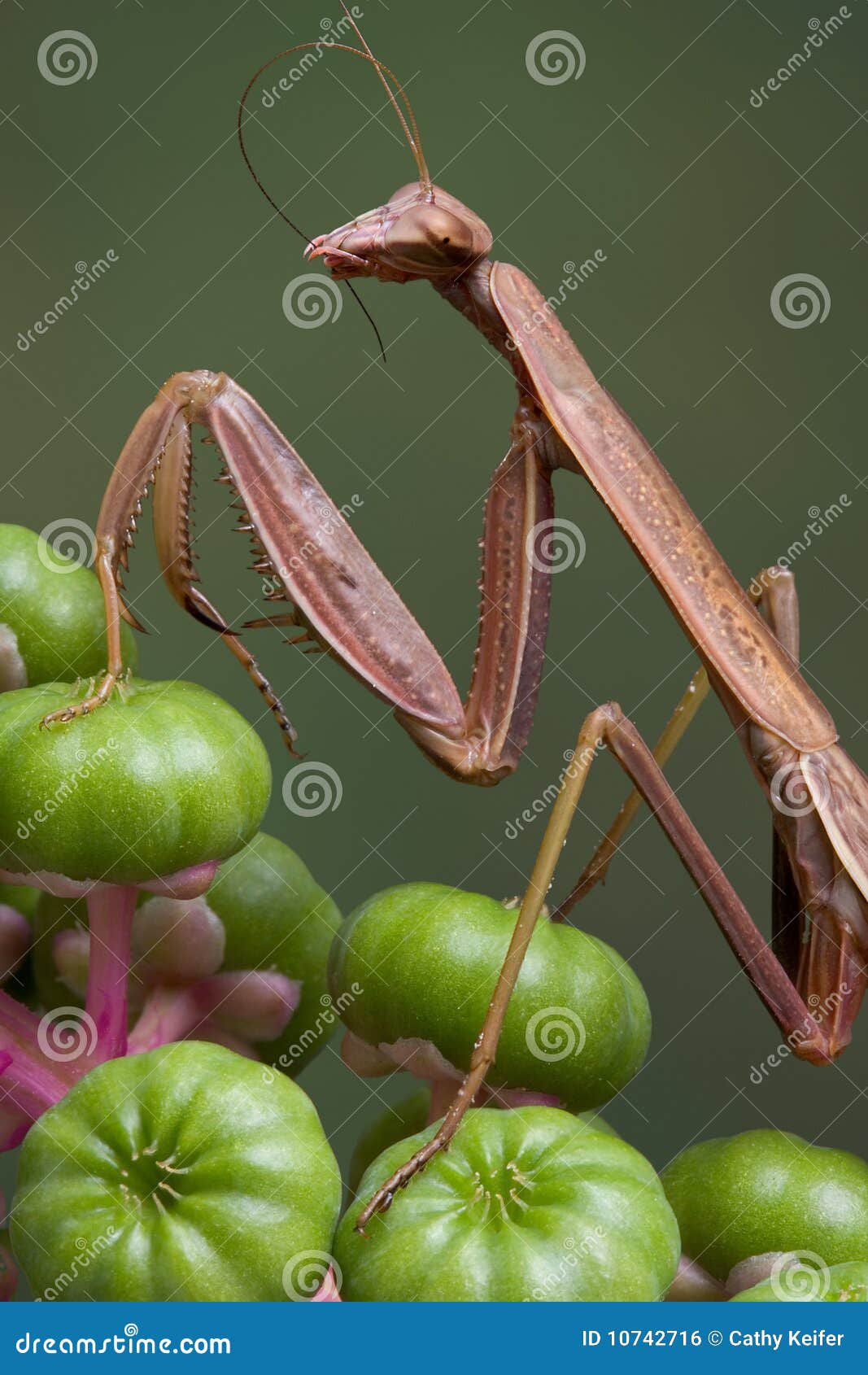 Mantis with Feeler in Mouth Stock Photo - Image of pokeweed, animal ...