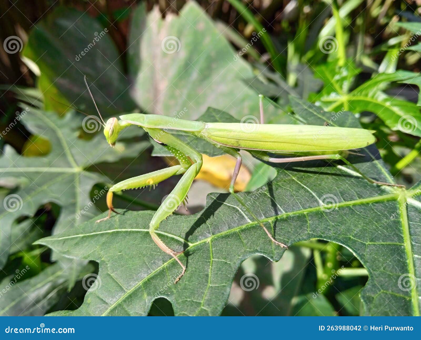 Mantis fighting style stock photo. Image of nature, leaf - 263988042