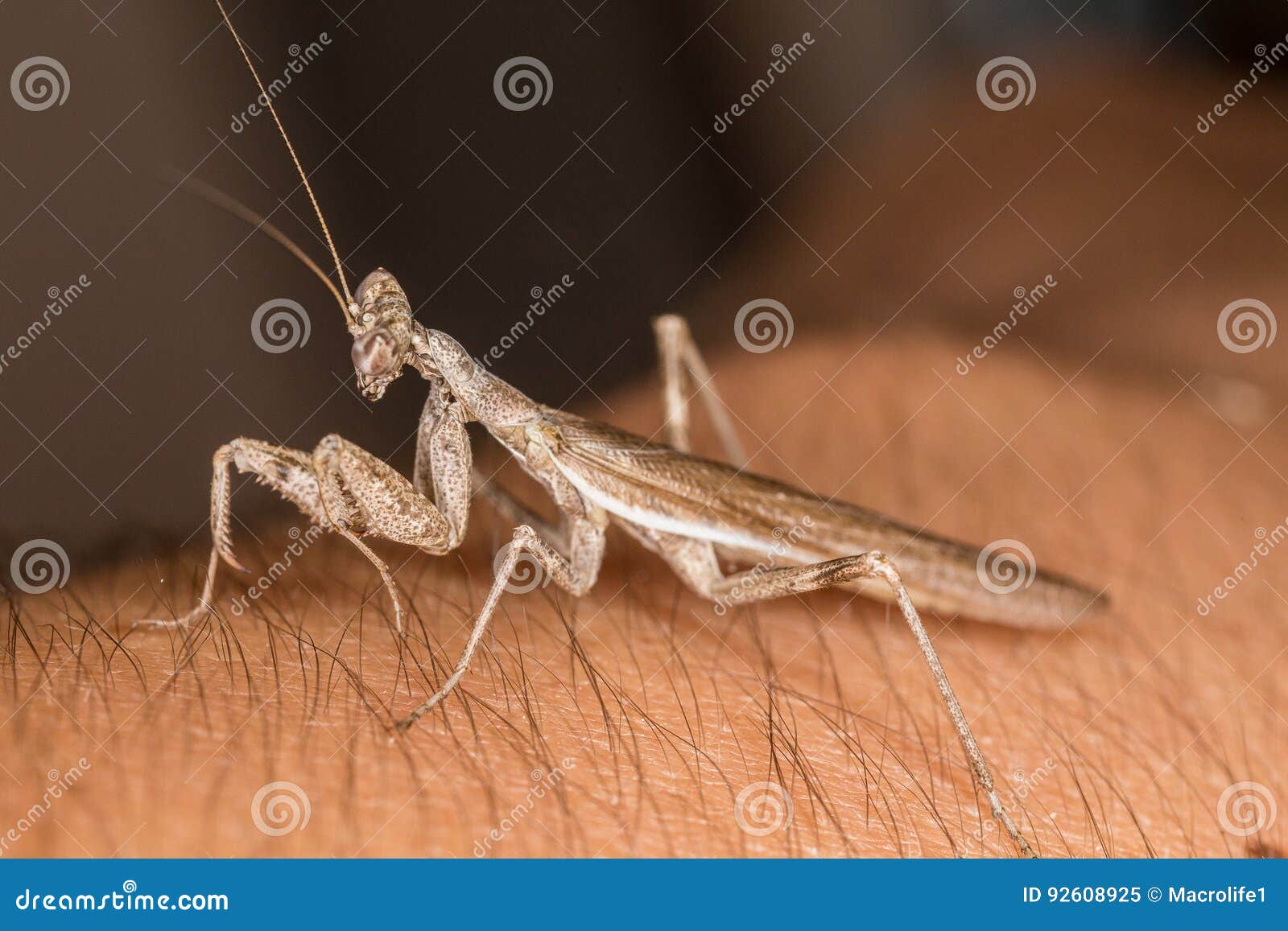 Mantis on finger stock image. Image of entomology, enlargement - 92608925