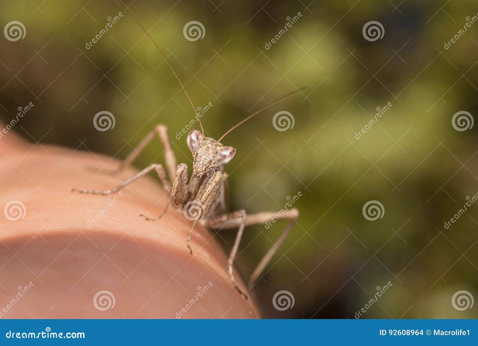 Mantis on finger stock photo. Image of scientific, enlargement - 92608964