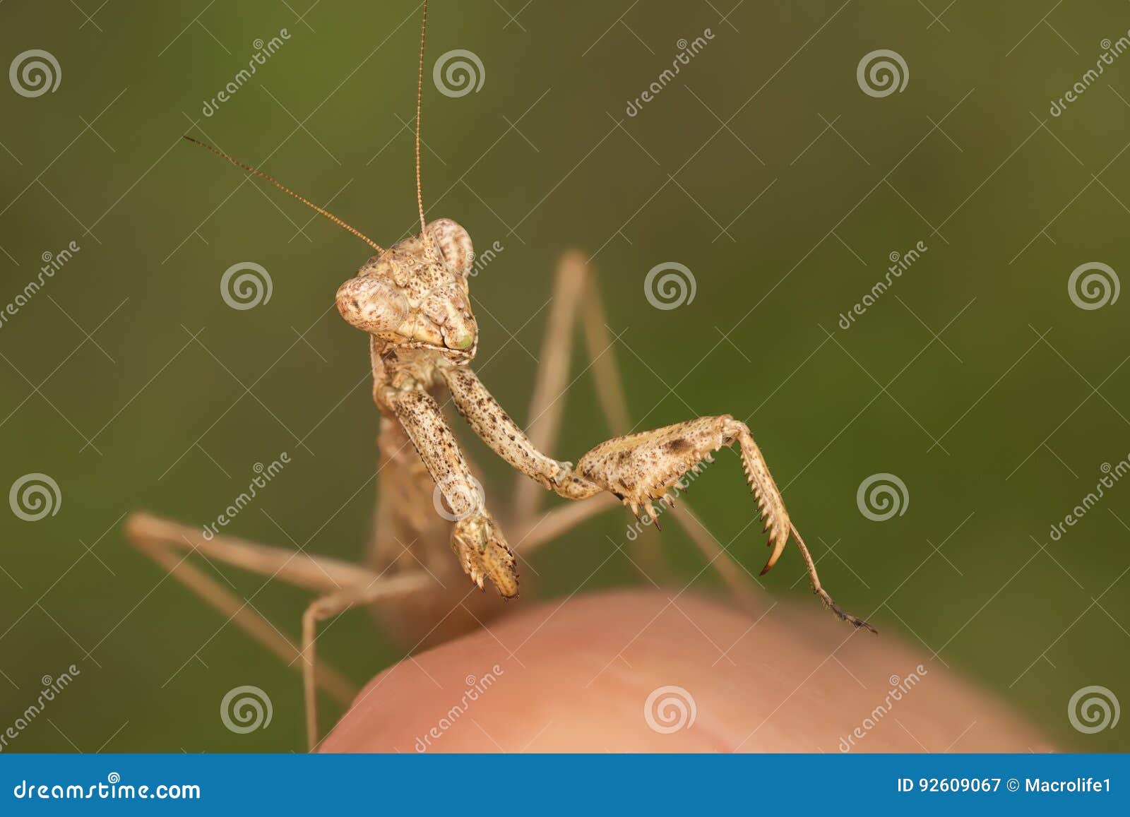 Mantis on finger stock image. Image of praiying, microscope - 92609067