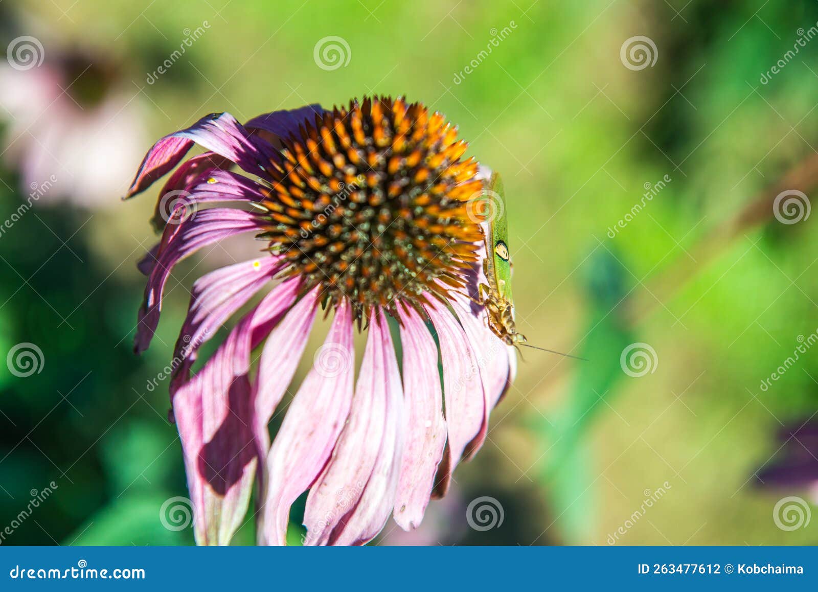Green mantis on flower stock photo. Image of beautiful - 263477612