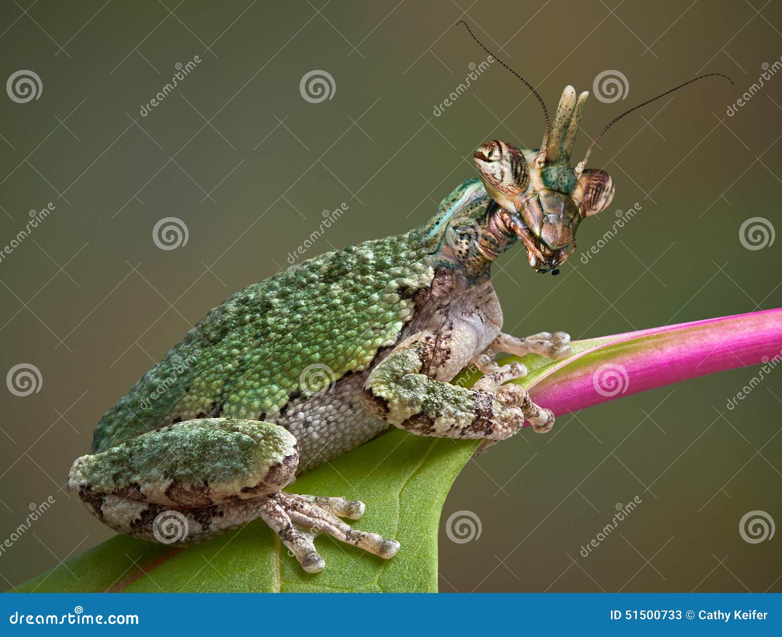 Mantis Frog on Leaf stock image. Image of leaf, grey - 51500733