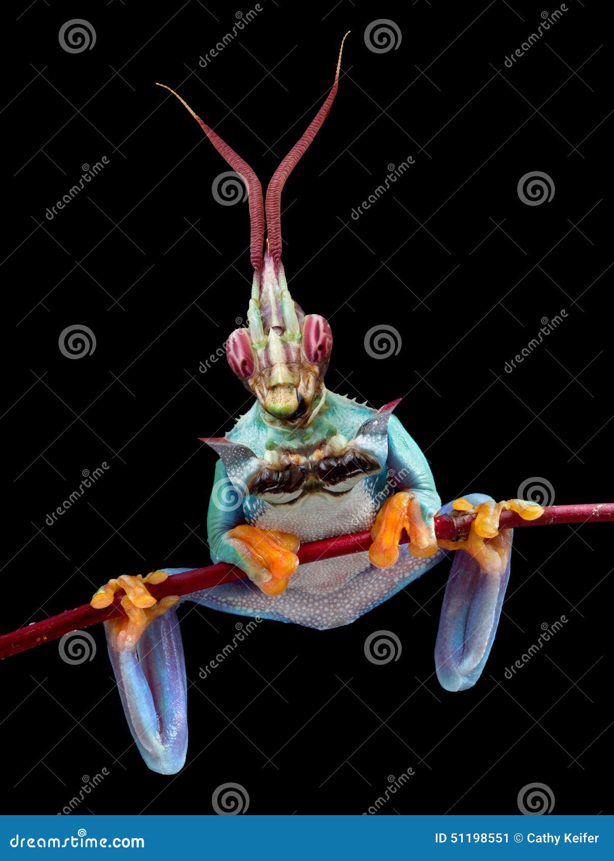 Mantis Frog stock image. Image of portait, eyed, amphibian - 51198551
