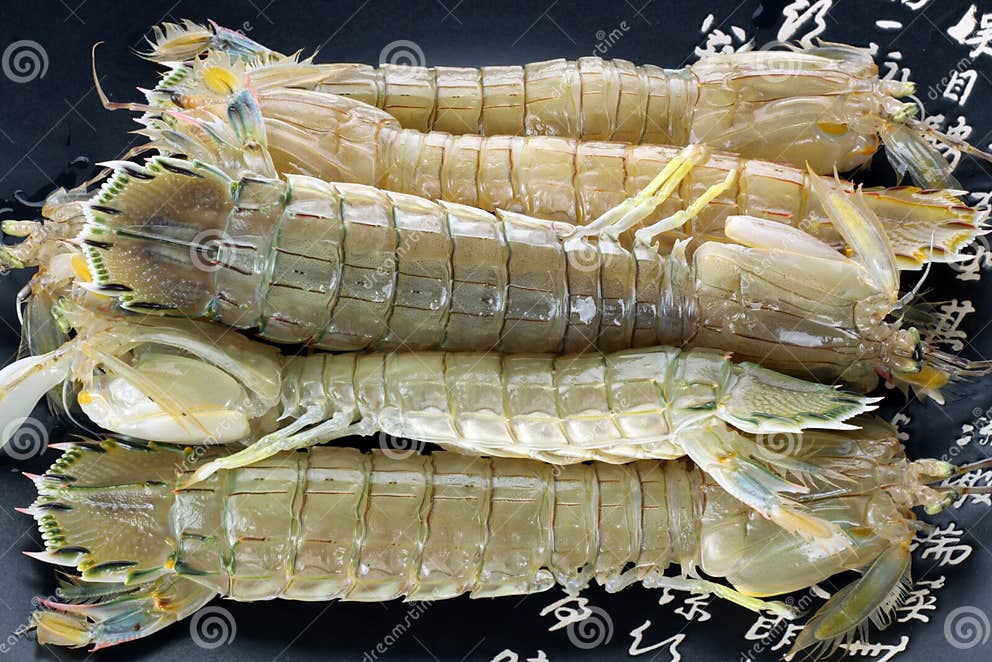 Mantis-Garnele stockbild. Bild von gottesanbeterin, feinschmecker ...