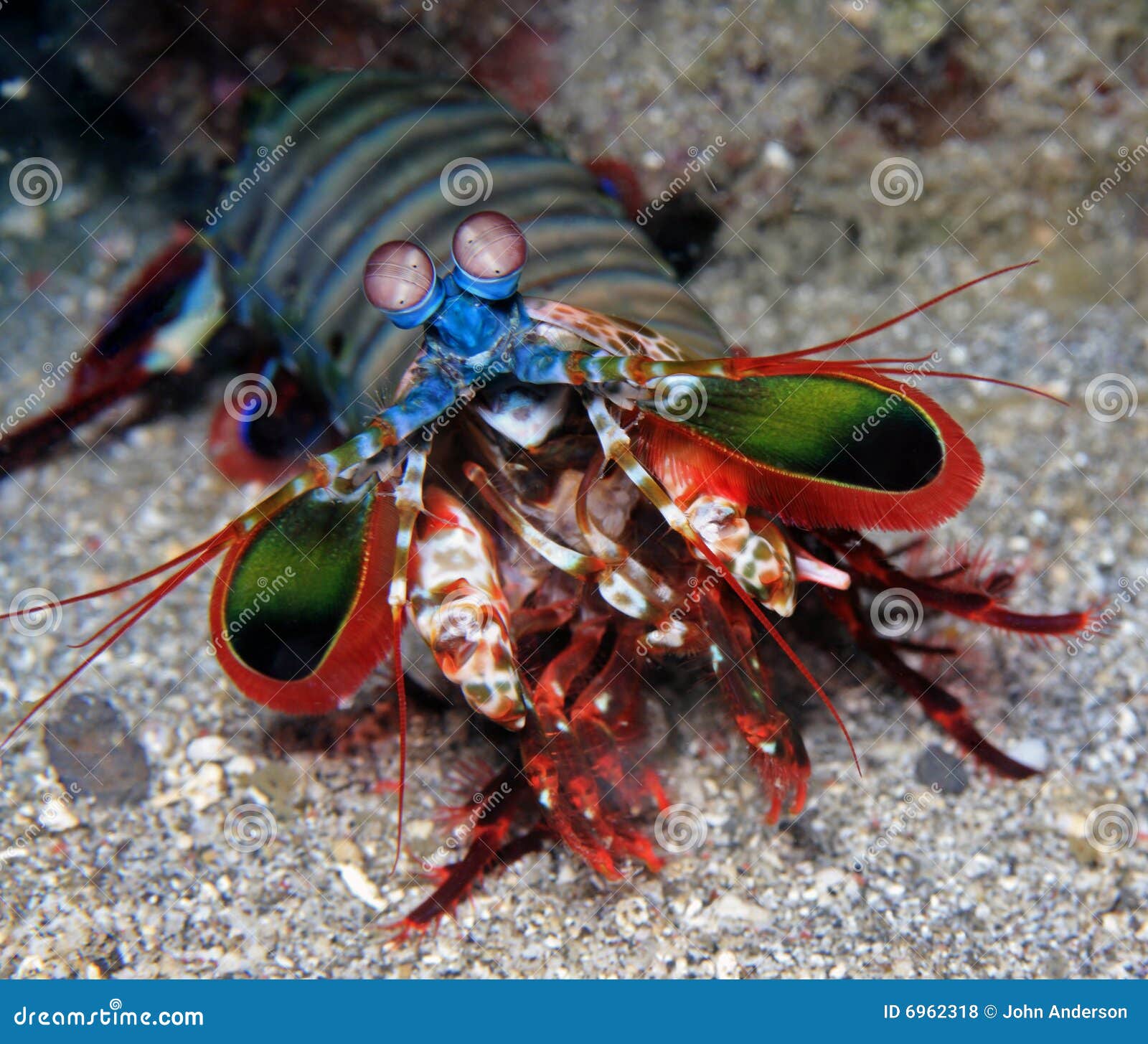 Mantis-Garnele stockfoto. Bild von ozean, unterwasser - 6962318