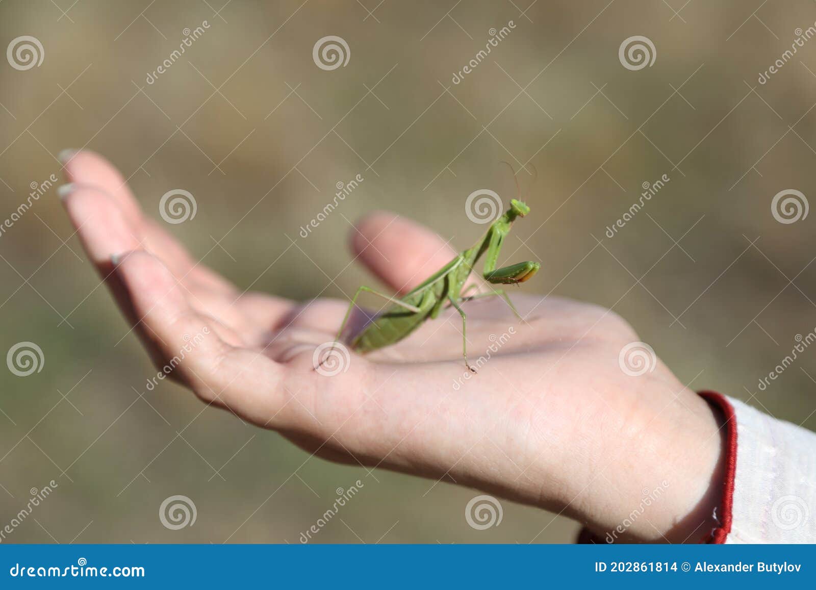 Mantis on the Girl& X27;s Hand Stock Photo - Image of aggression ...