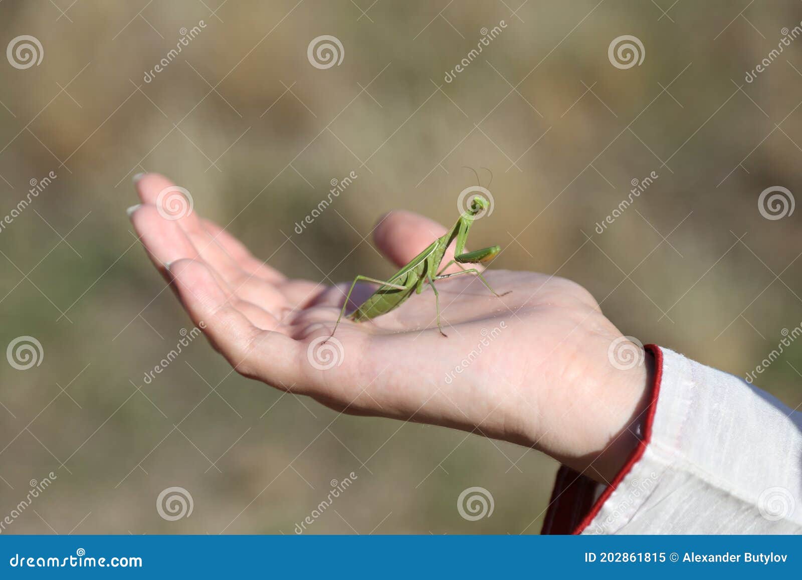 Mantis on the Girl& X27;s Hand Stock Image - Image of antenna, macro ...