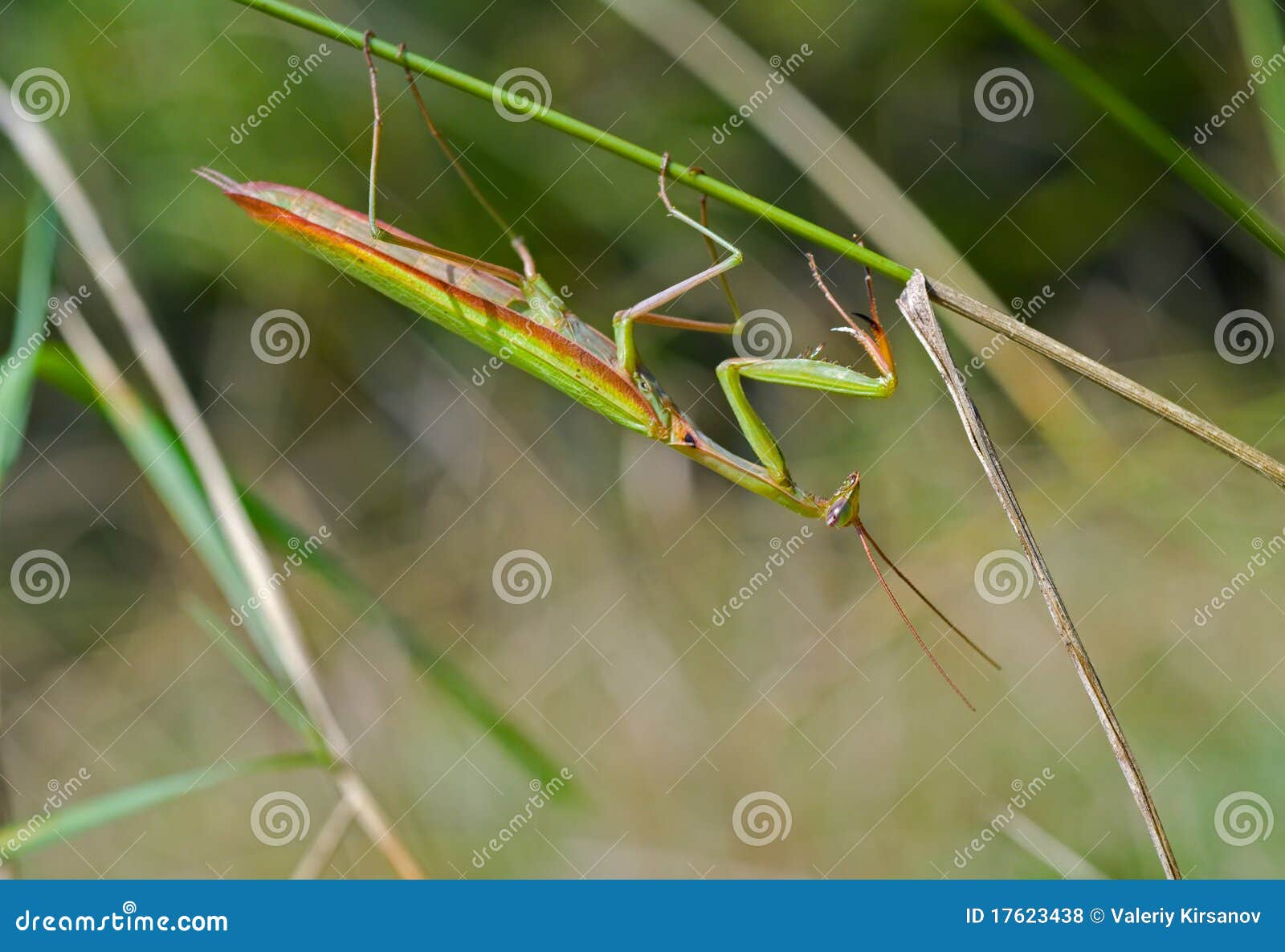 Mantis on grass 10 stock photo. Image of orthopteron - 17623438