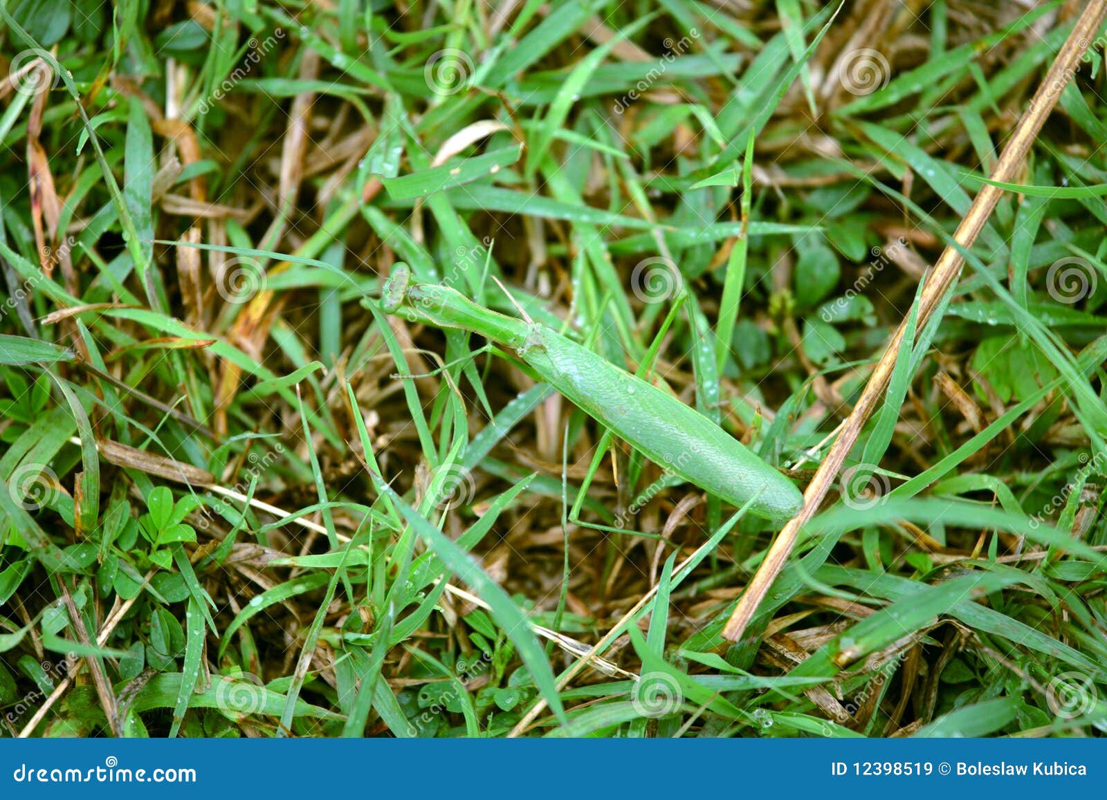 Mantis in the grass stock image. Image of praying, detail - 12398519