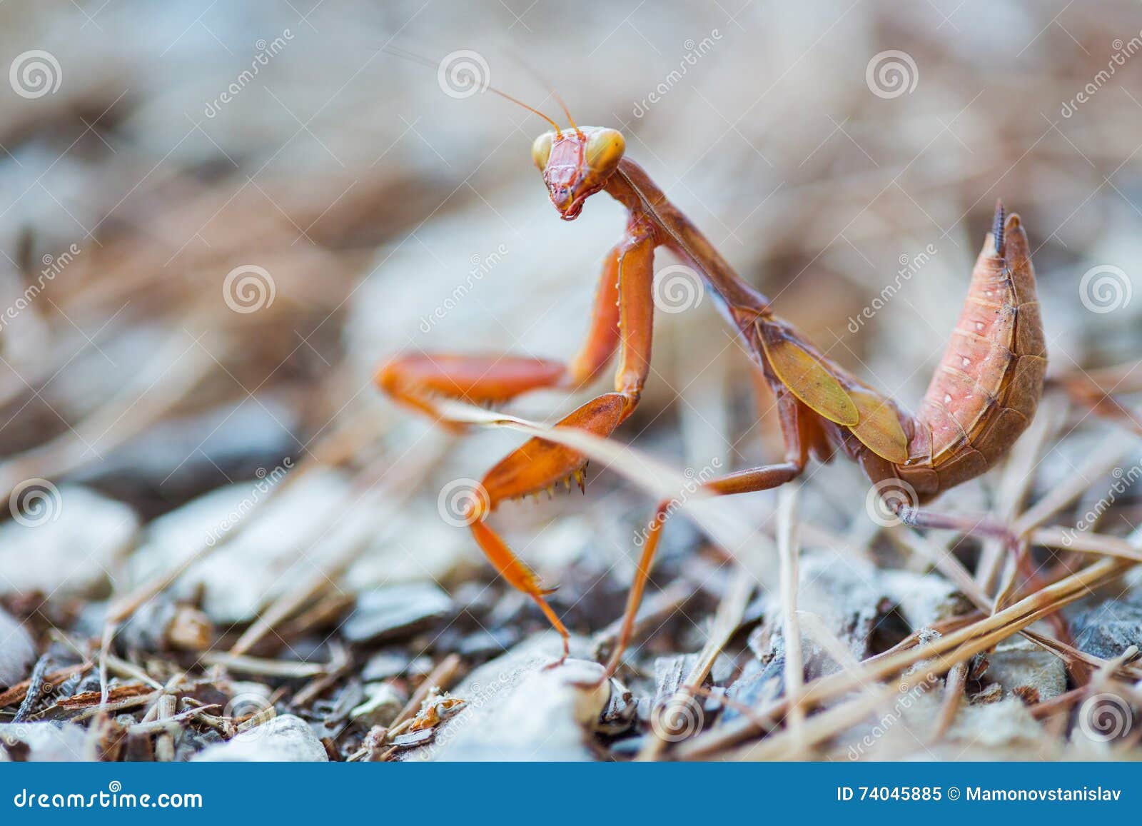 Mantis in the Grass in the Attacking Pose Stock Image - Image of black ...