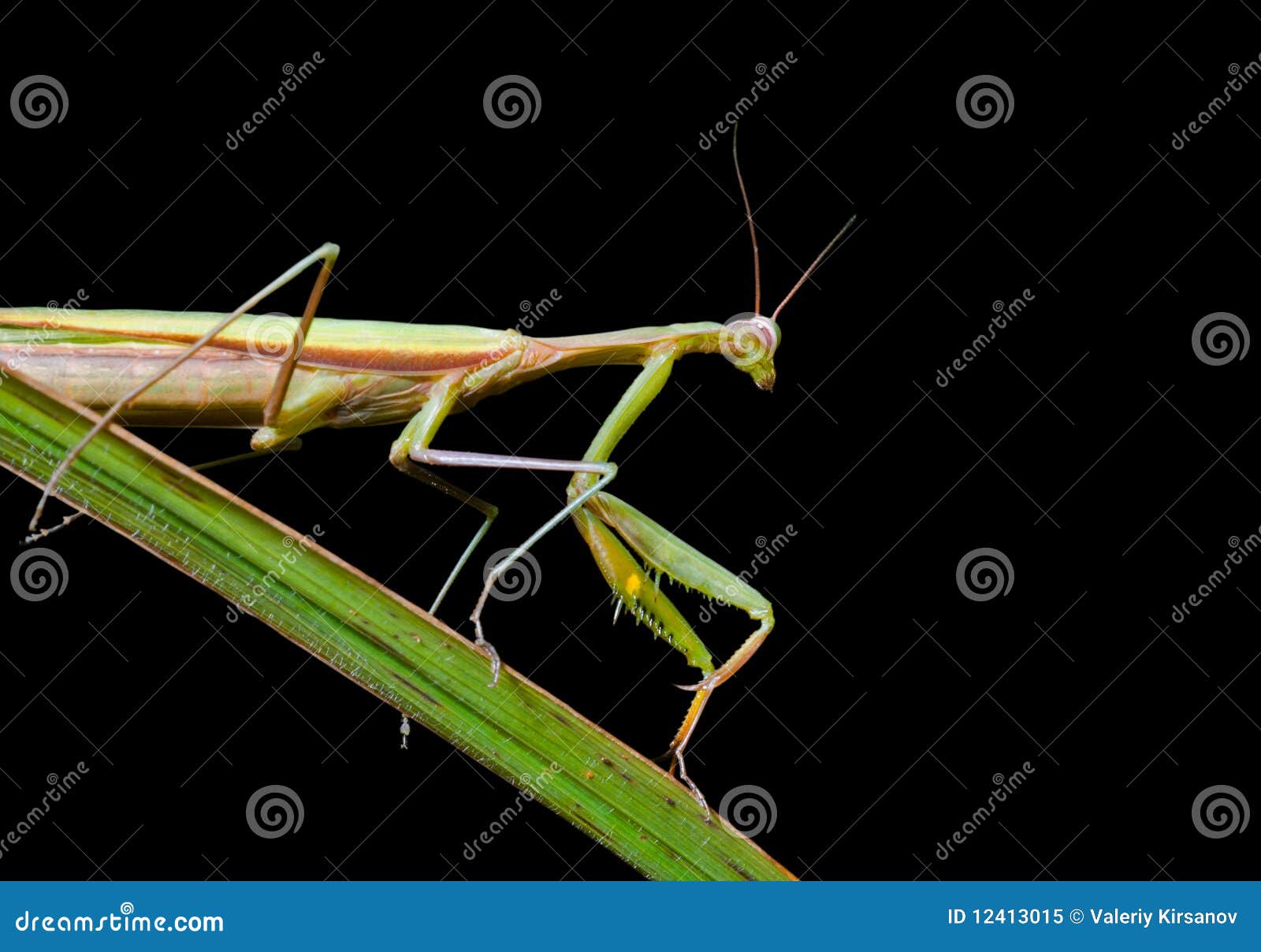 Mantis on grass-blade 3 stock image. Image of outdoor - 12413015