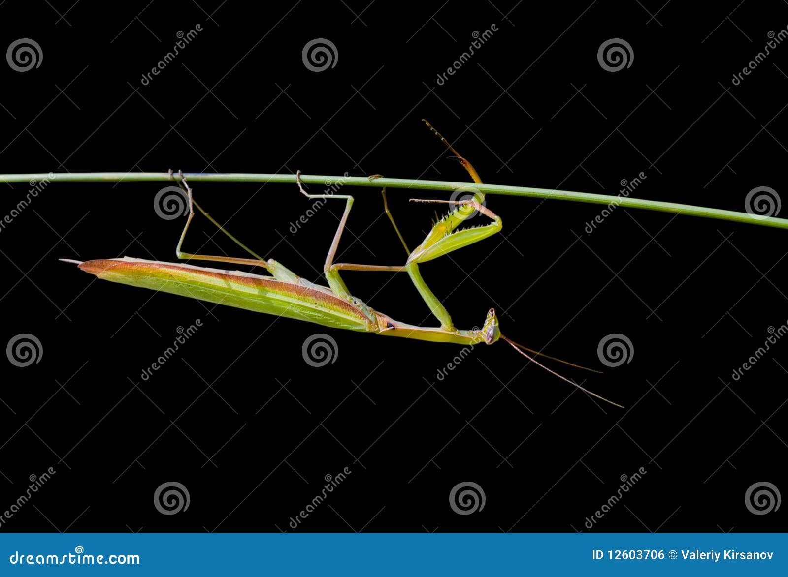 Mantis on grass-blade 4 stock photo. Image of raptor - 12603706