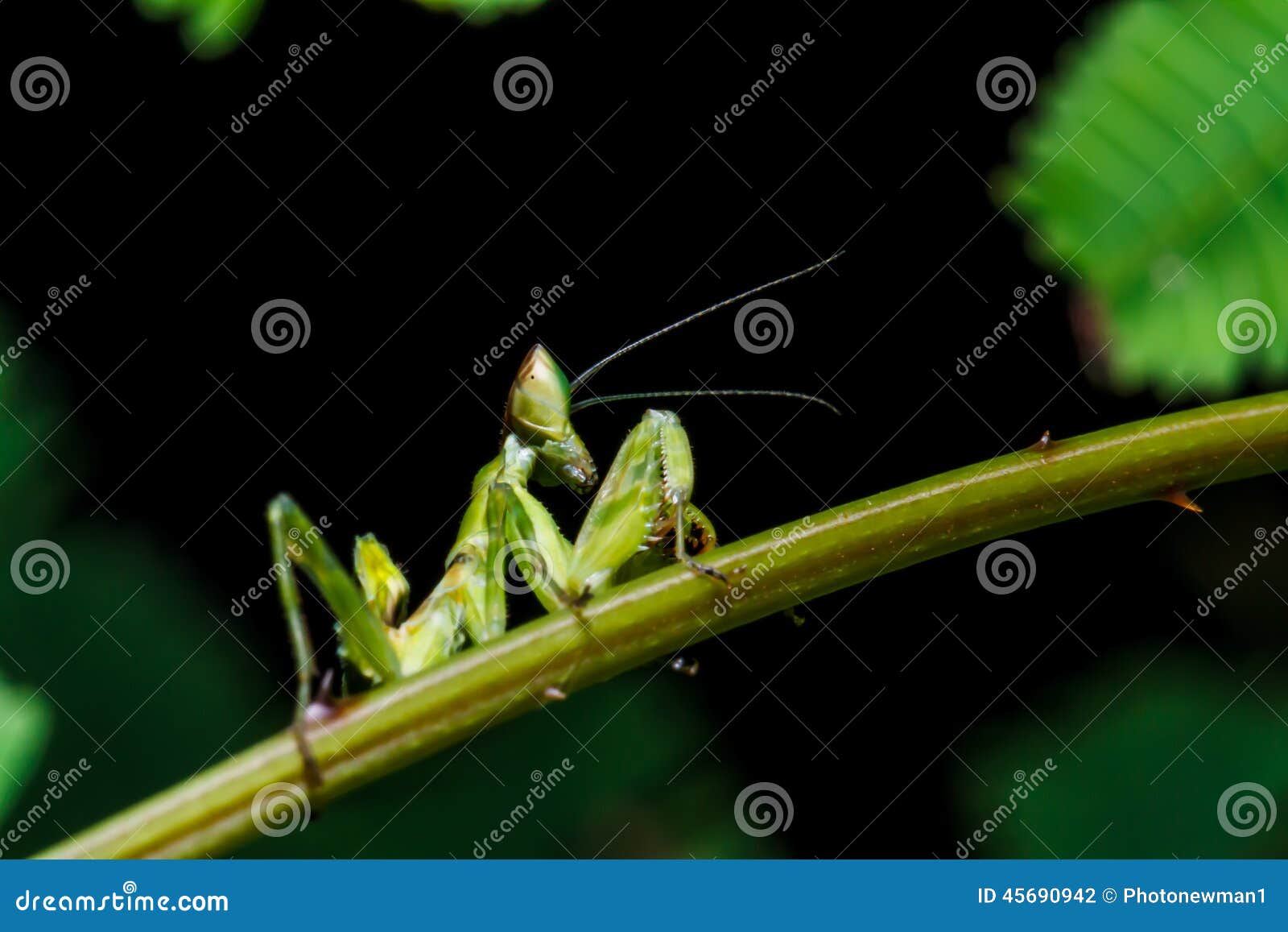 Mantis on grass stock photo. Image of face, antenna, mantis - 45690942