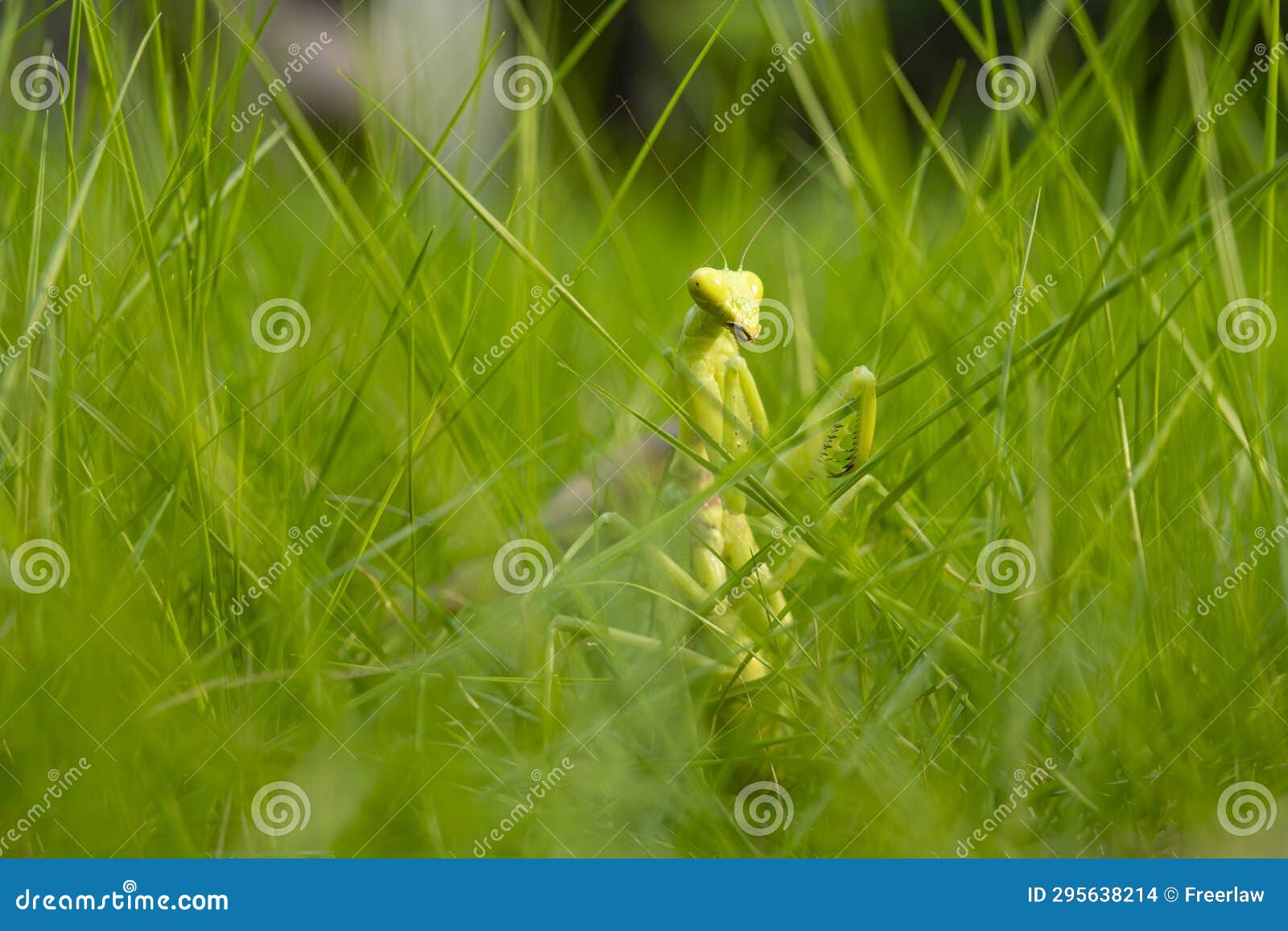 A Mantis on the Grass at Horizontal Composition Stock Photo - Image of ...