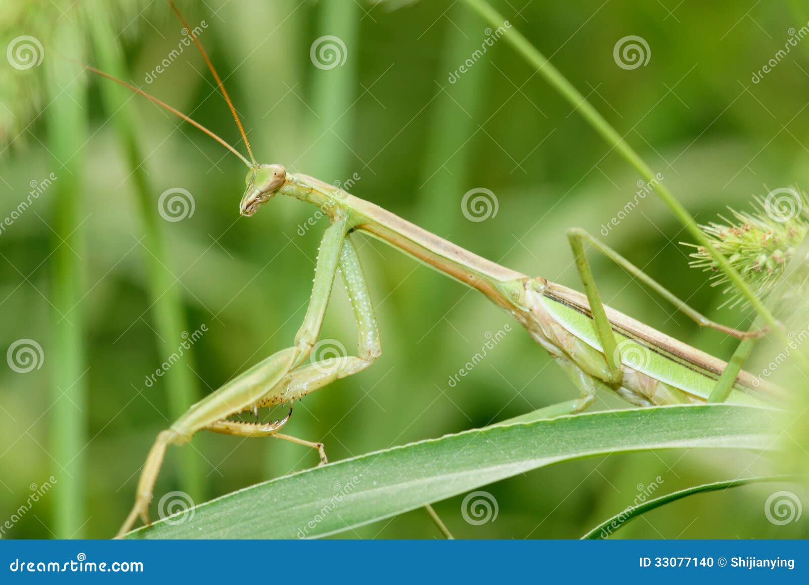 Mantis stock photo. Image of closeup, animals, mantis - 33077140
