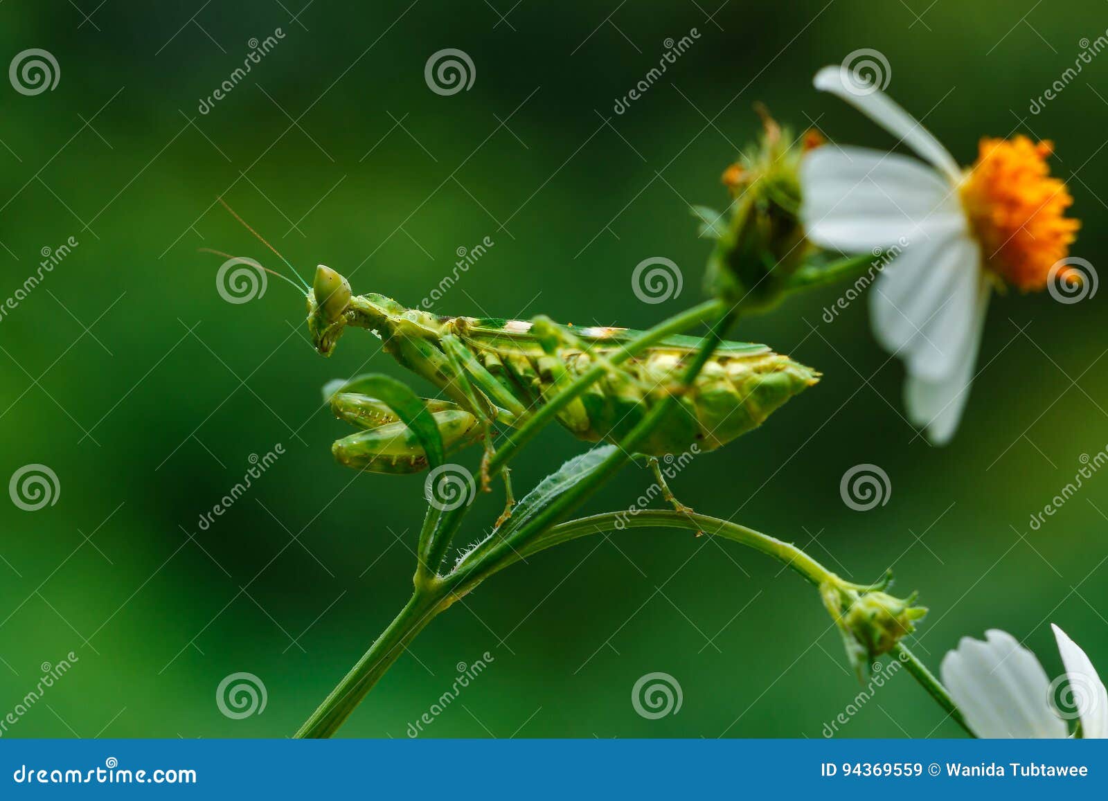 Mantis,Grasshopper,Insects. Stock Image - Image of female, grass: 94369559