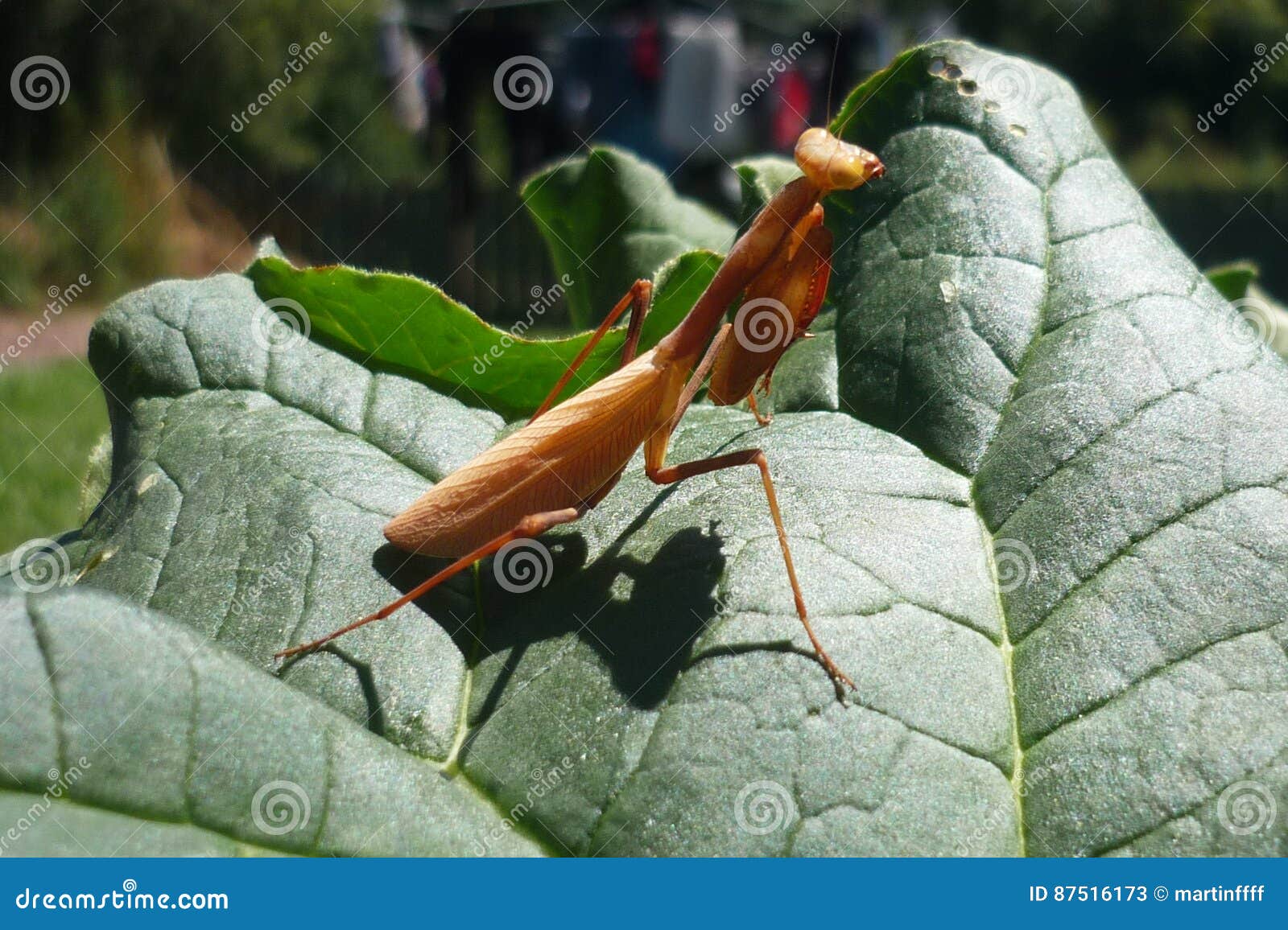 Mantis on green leaf stock image. Image of danger, hunting - 87516173