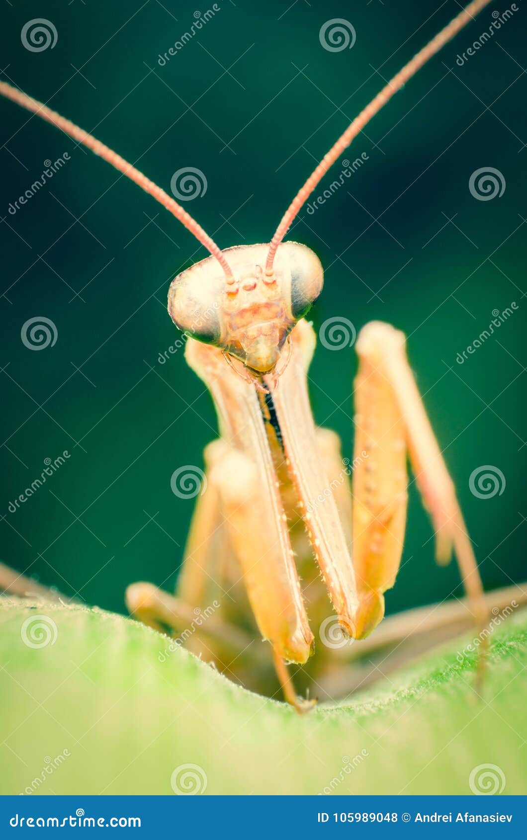 Mantis on the green leaf stock photo. Image of close - 105989048