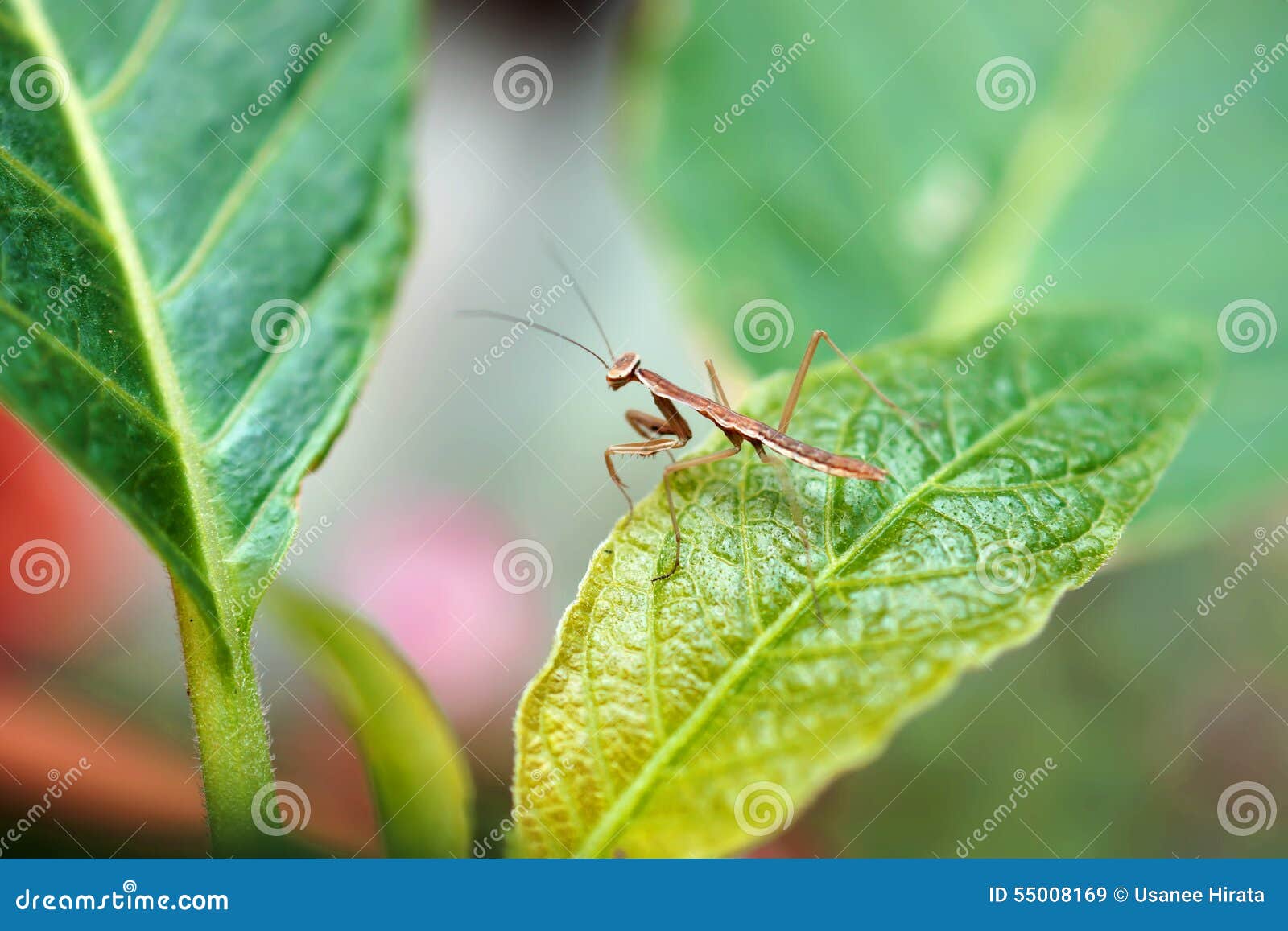 Mantis on green leaf stock image. Image of macro, nature - 55008169