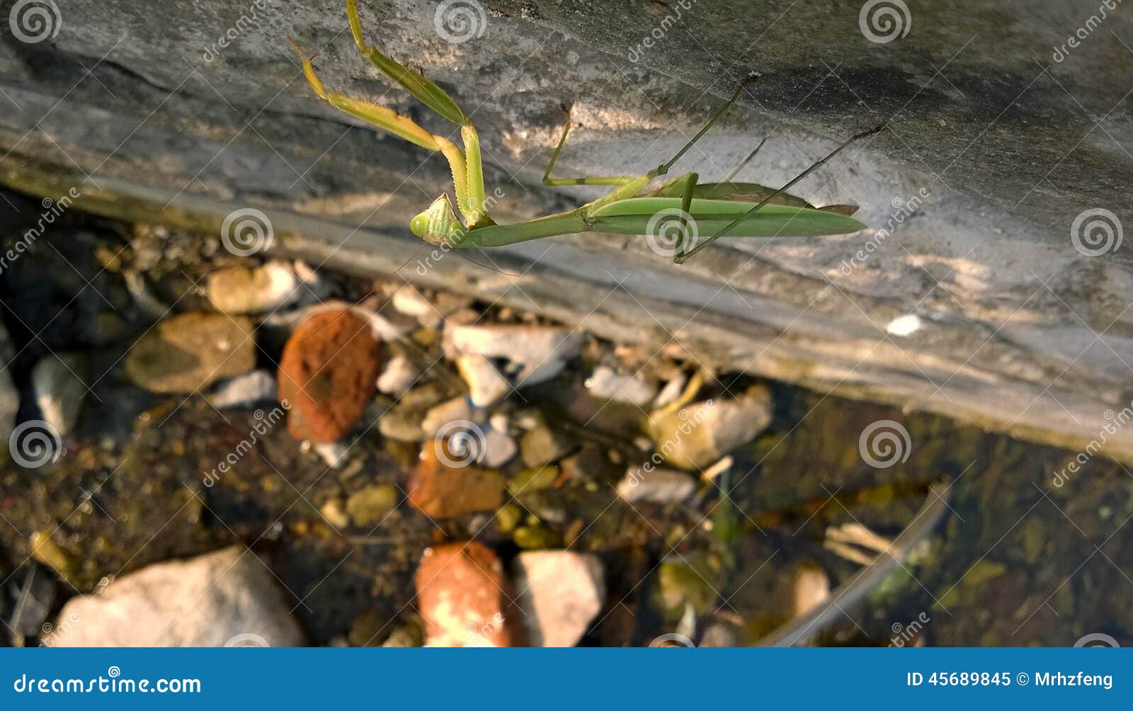 Mantis stock image. Image of rest, claws, tool, afternoon - 45689845