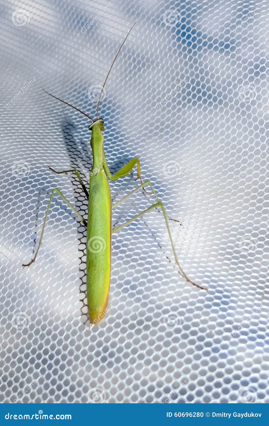 Mantis stock photo. Image of white, wild, view, nature - 60696280