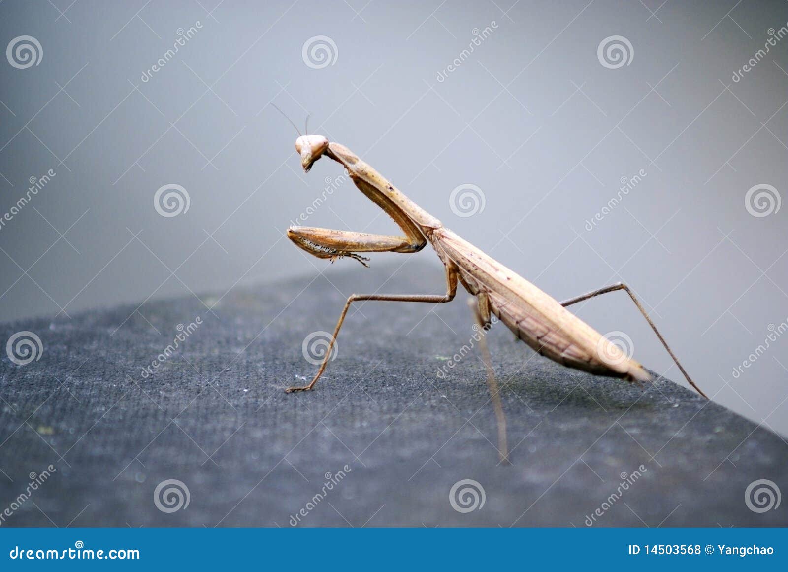 Mantis on the ground stock photo. Image of rearhorse - 14503568