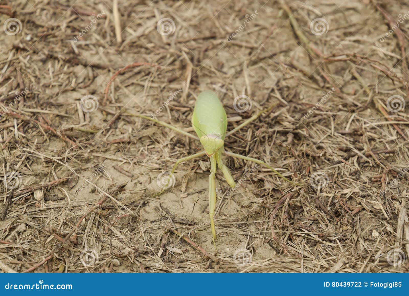 Mantis on the Ground. Mantis Looking at the Camera Stock Photo - Image ...