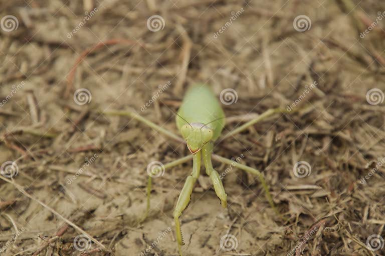 Mantis on the Ground. Mantis Looking at the Camera Stock Image - Image ...